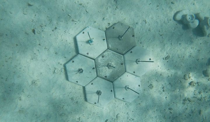 Hábitats artificiales: la salvación del coral caribeño